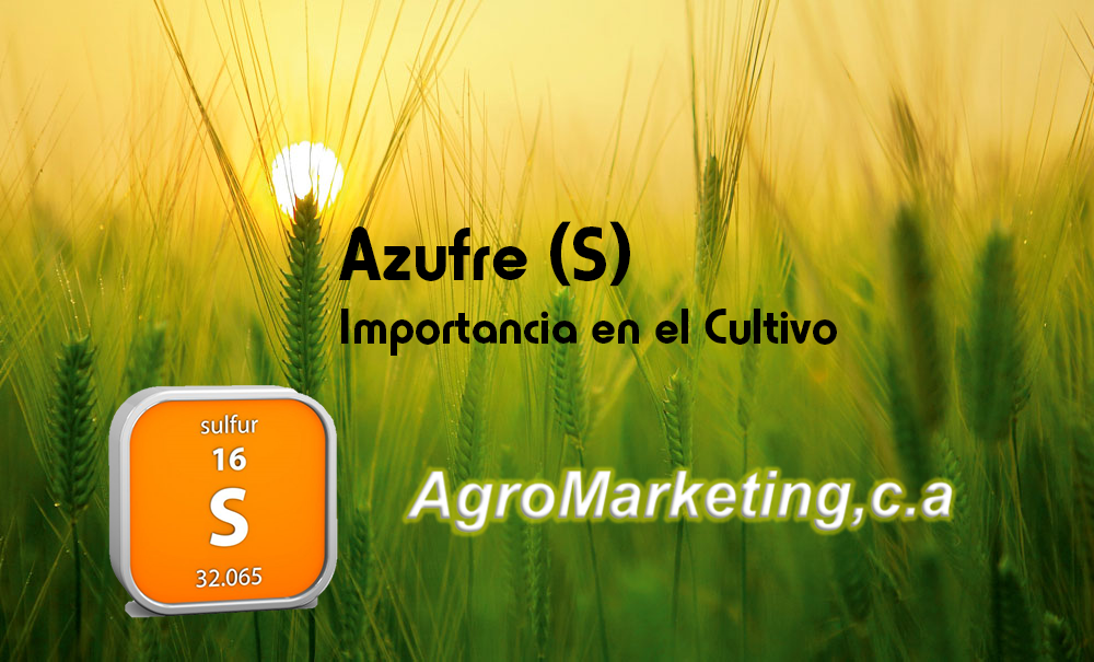 Azufre (S) y su Importancia en la nutrición de los Cultivos - AGRO ...